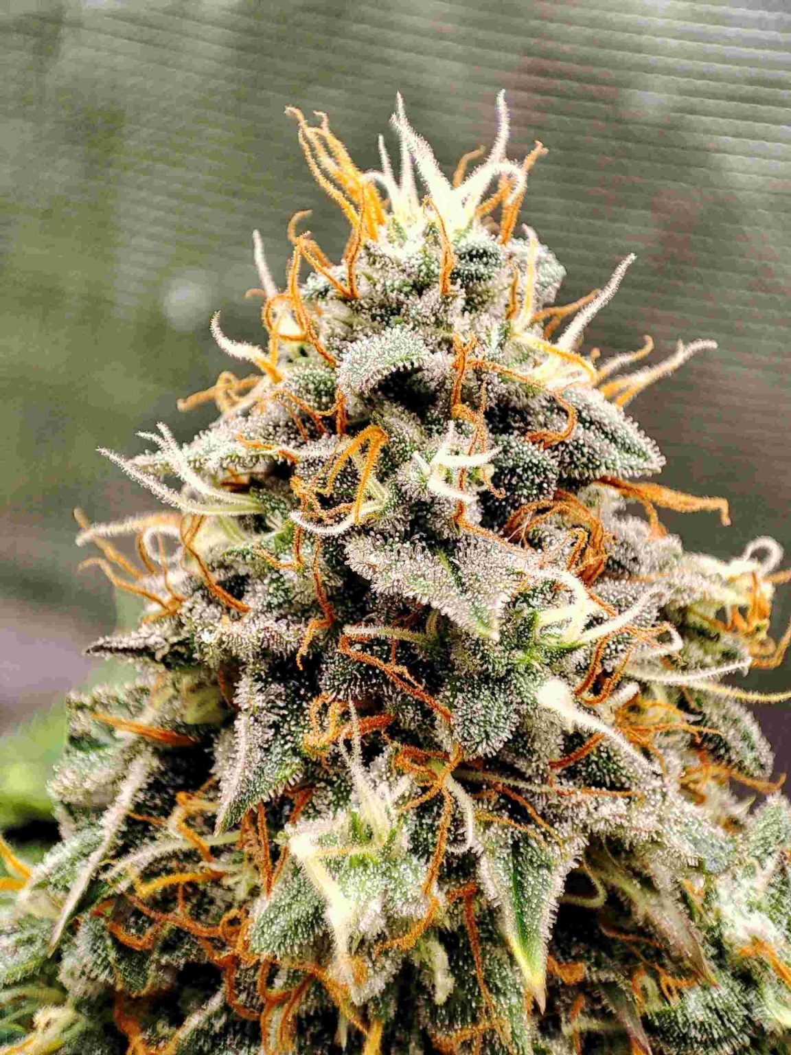 Magnum autoflowering Buddha Seeds
