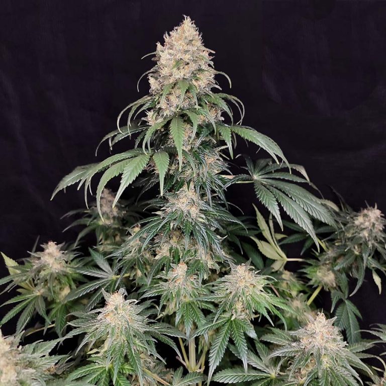 How to choose the best CBD seeds