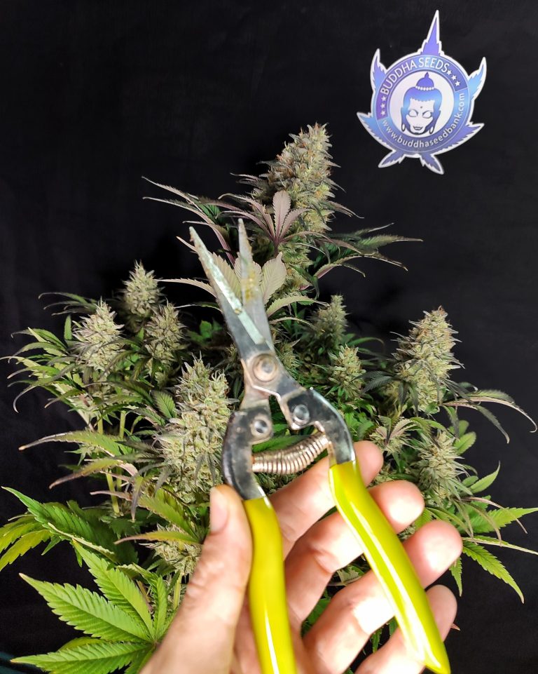 Cosecha de marihuana. Consejos para salvar tus cogollos